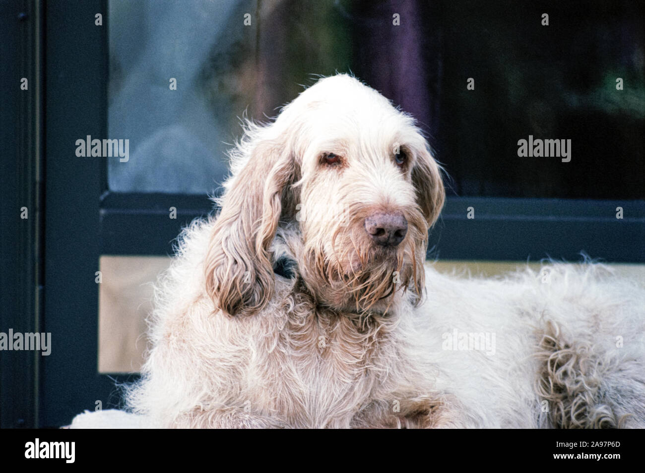Italian hunting dog hi-res stock photography and images - Alamy