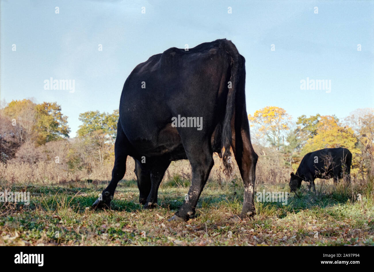 Two Cows Eat Grass on an Open Farm Stock Photo - Alamy