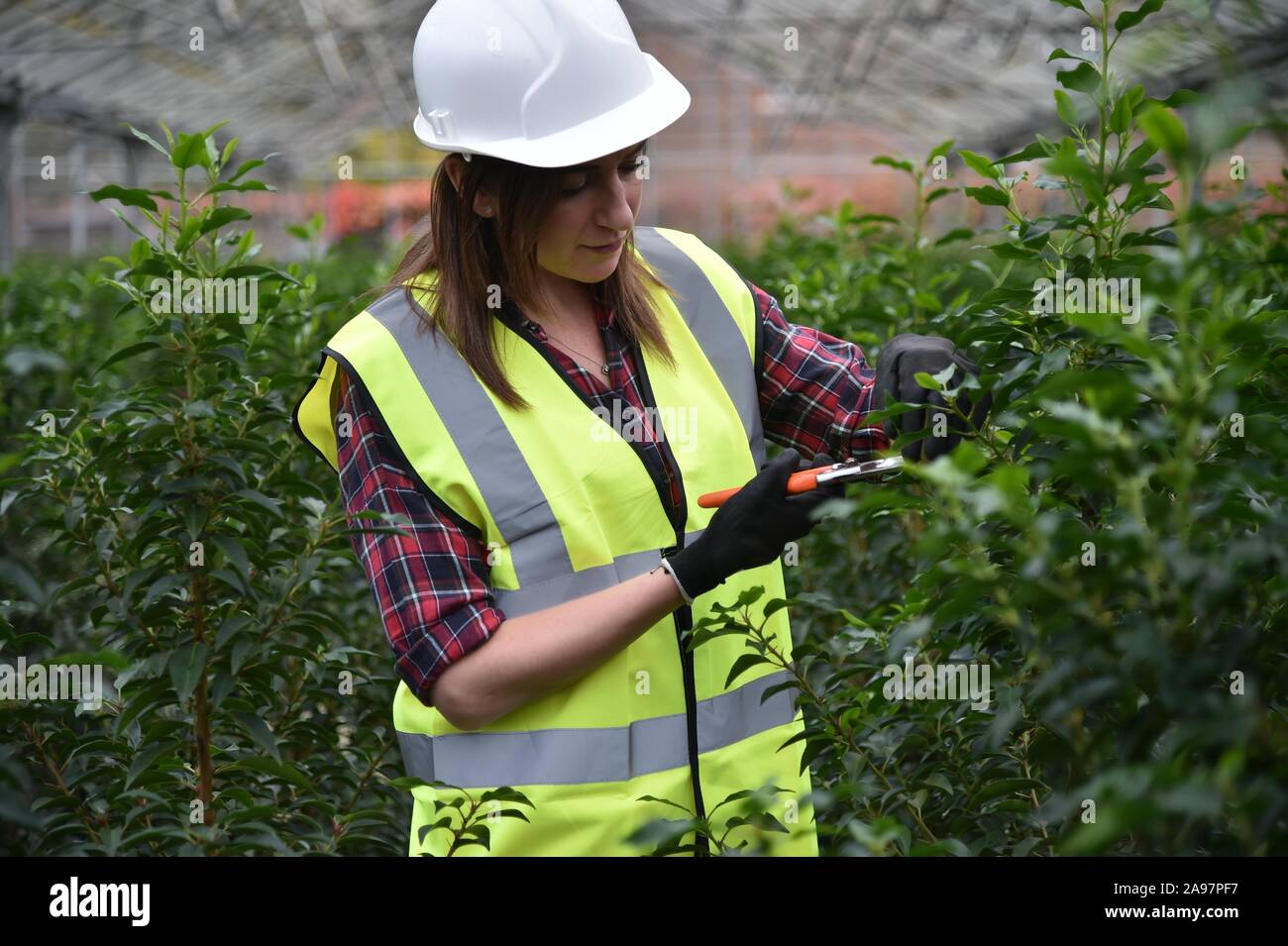 Woman working on tree nursery wearing safety clothing Stock Photo - Alamy