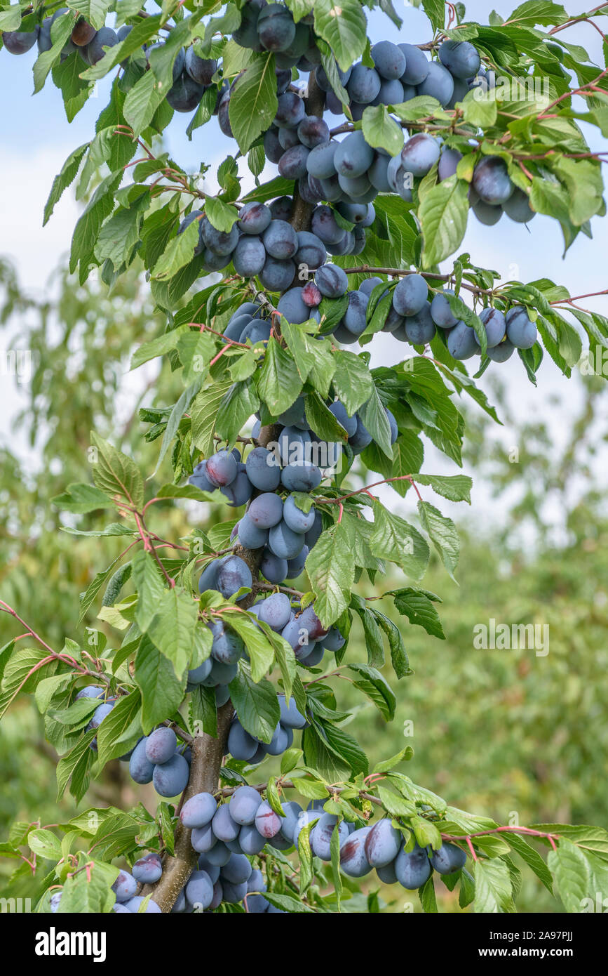 Zwetsche hi-res stock photography and images - Alamy