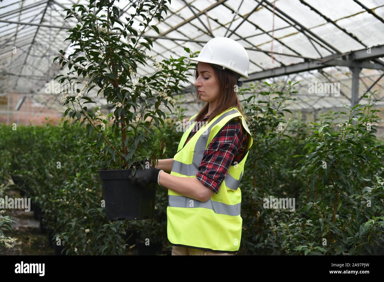 Woman working on tree nursery wearing safety clothing Stock Photo - Alamy