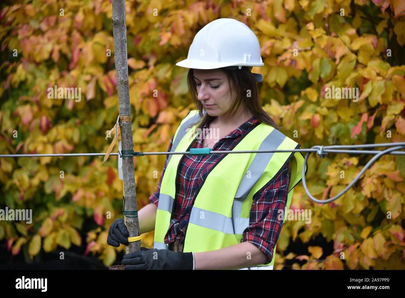 Woman working on tree nursery wearing safety clothing Stock Photo - Alamy