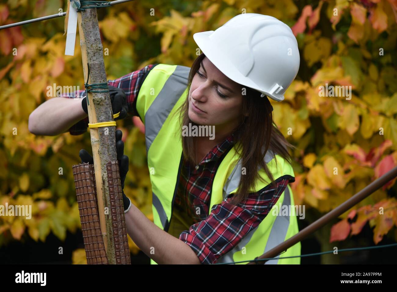 Woman working on tree nursery wearing safety clothing Stock Photo - Alamy