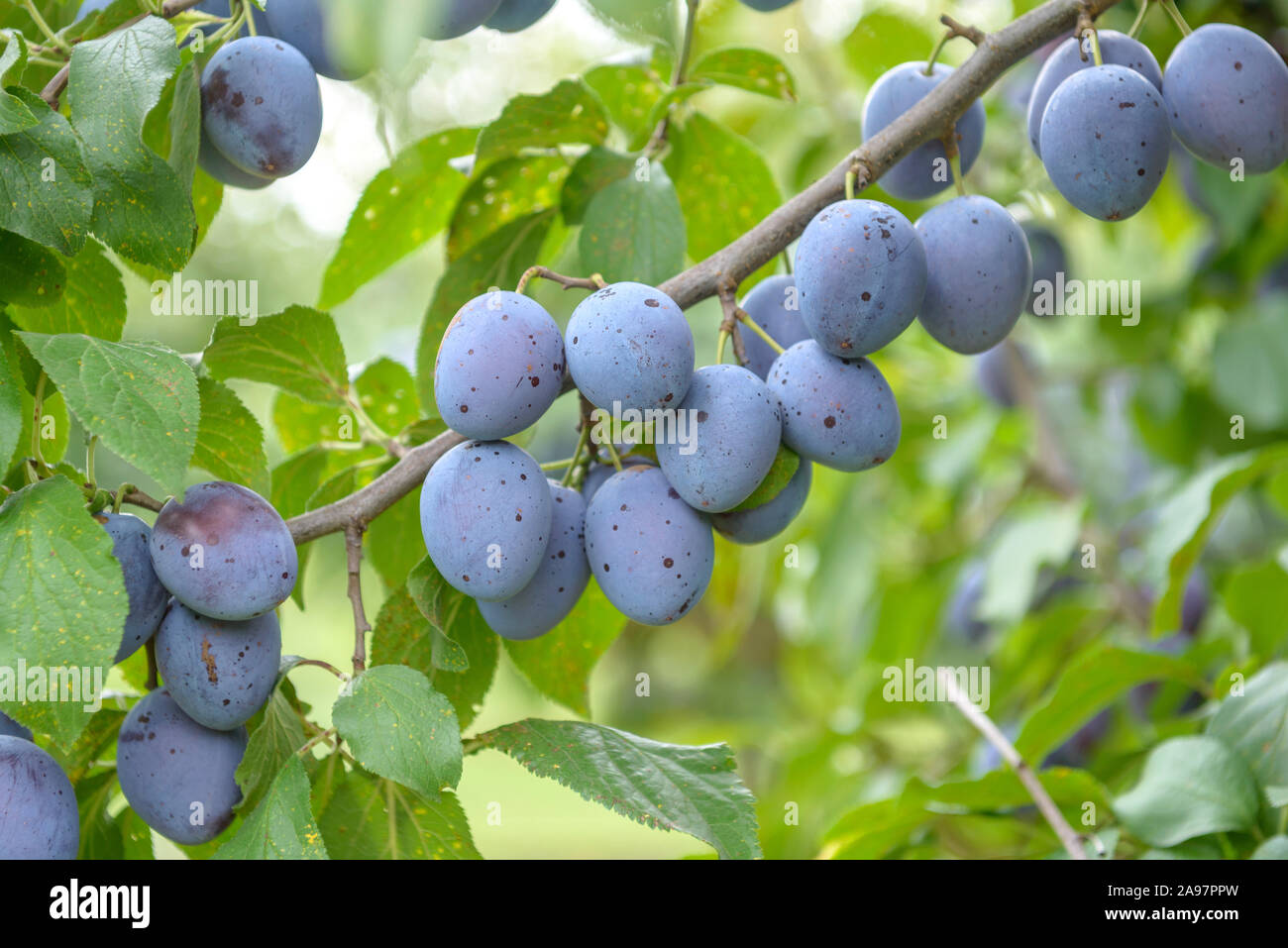Prunus domestica hauszwetsche meschenmoser hi-res stock photography and ...