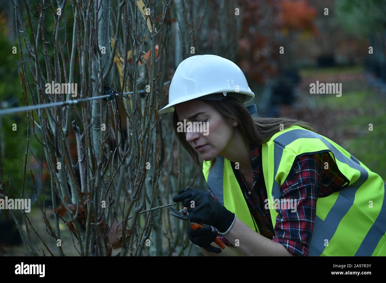 Woman working on tree nursery wearing safety clothing Stock Photo - Alamy