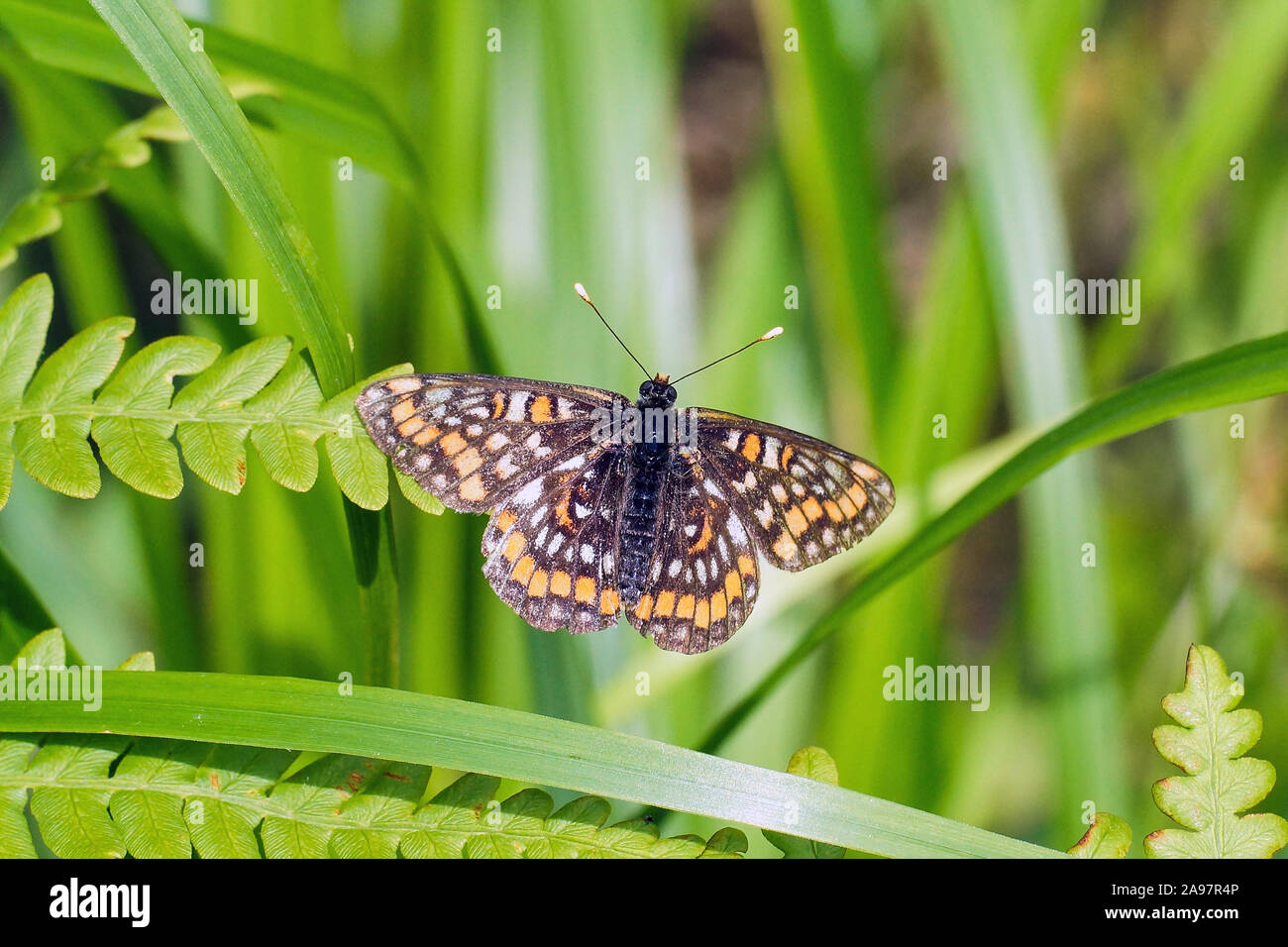 Butterfly leaf russia hi-res stock photography and images - Alamy