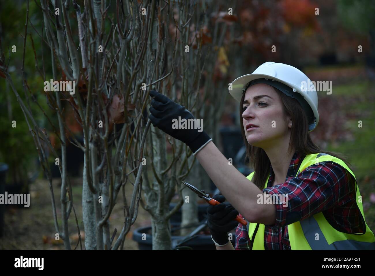 Woman working on tree nursery wearing safety clothing Stock Photo - Alamy