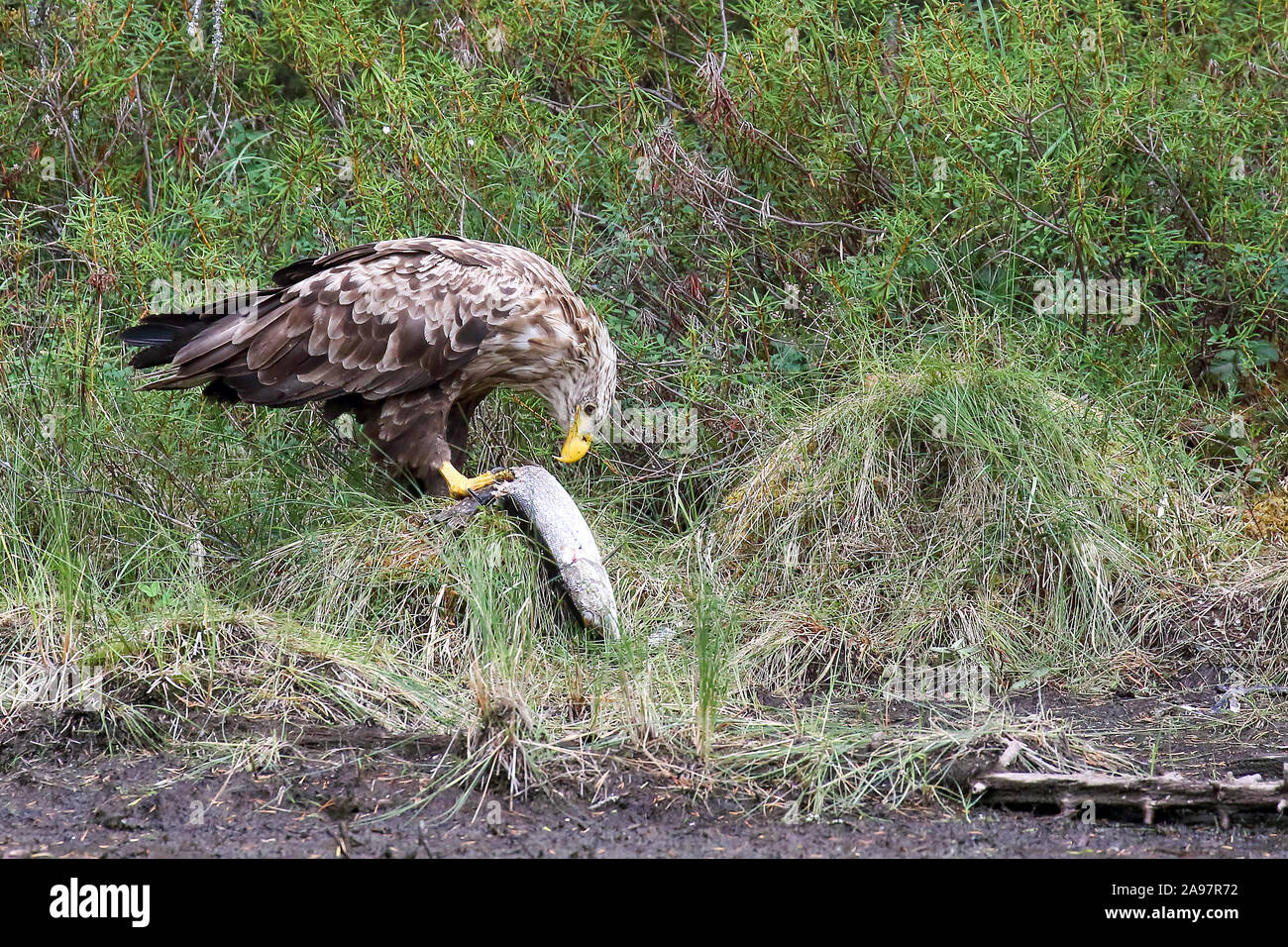 White tailed eagle eating hi-res stock photography and images - Alamy
