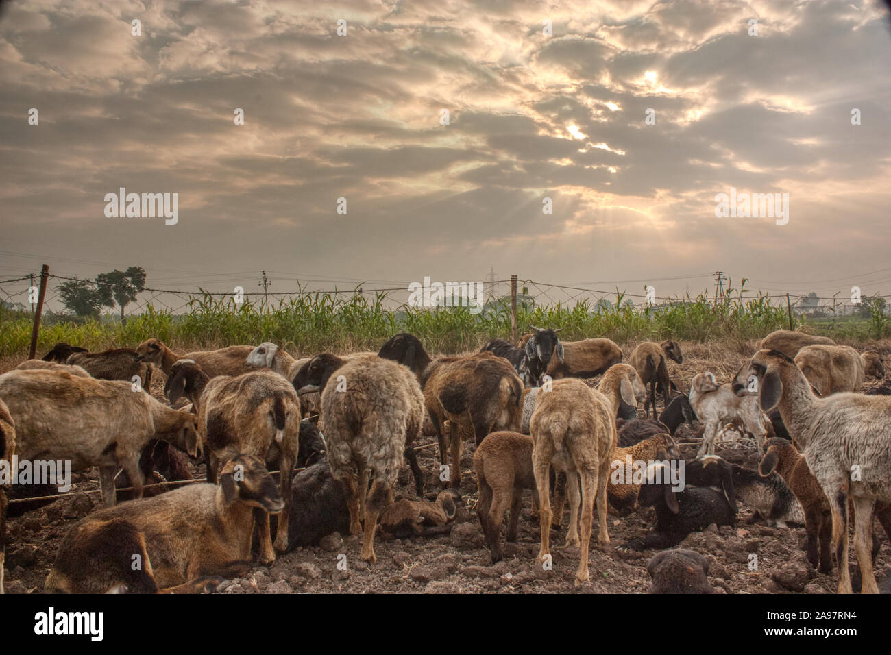 India sheep farm hi-res stock photography and images - Alamy