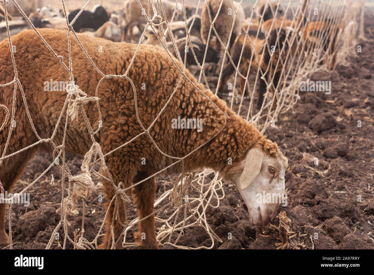 Sheep's body sticking out of rope fence Stock Photo - Alamy