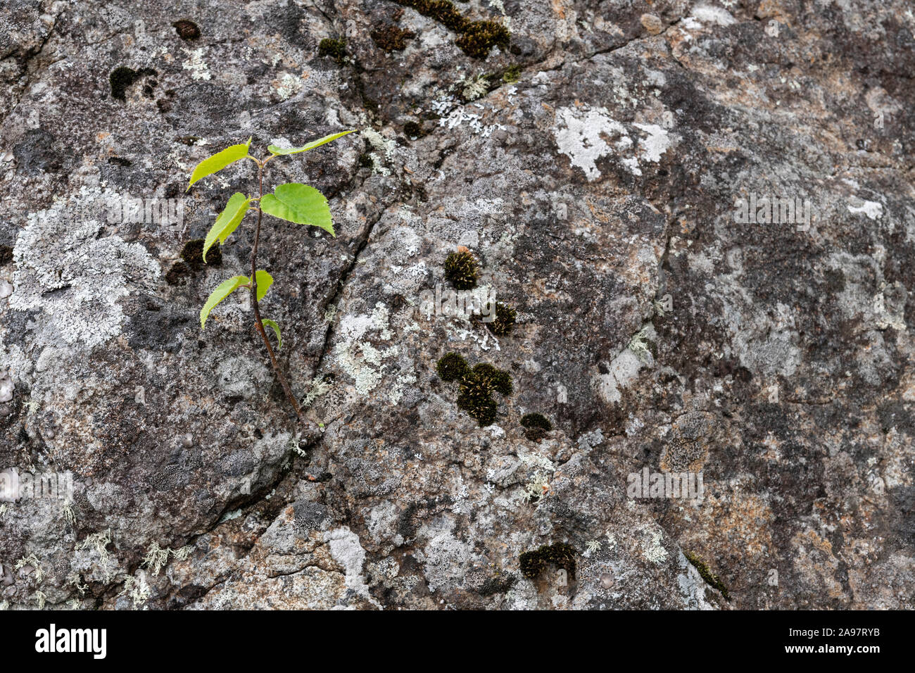River Birch tree sapling, ancient volcanic bedrock, Grand Portage, MN ...