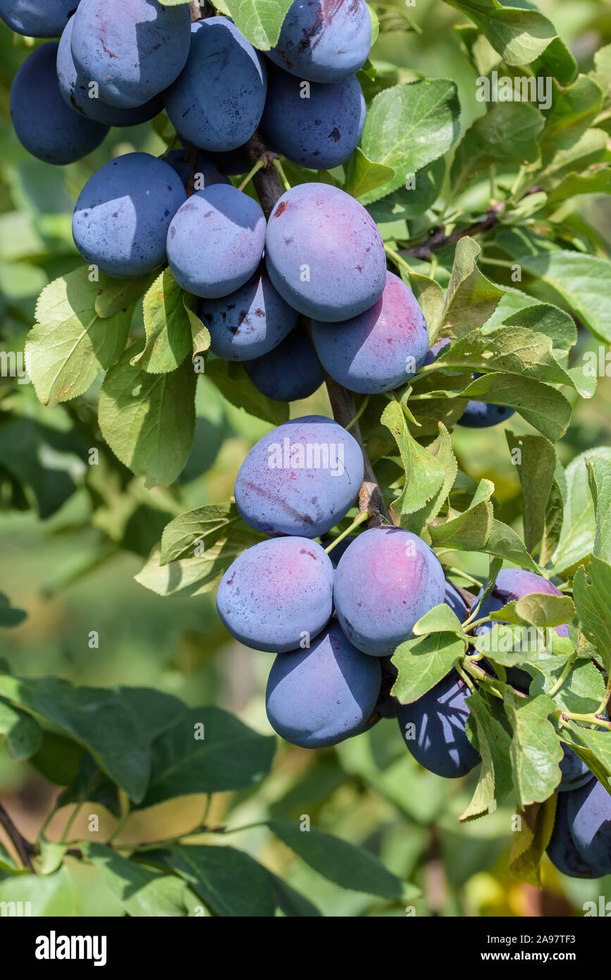Pflaume (Prunus domestica 'Toptaste' Stock Photo - Alamy