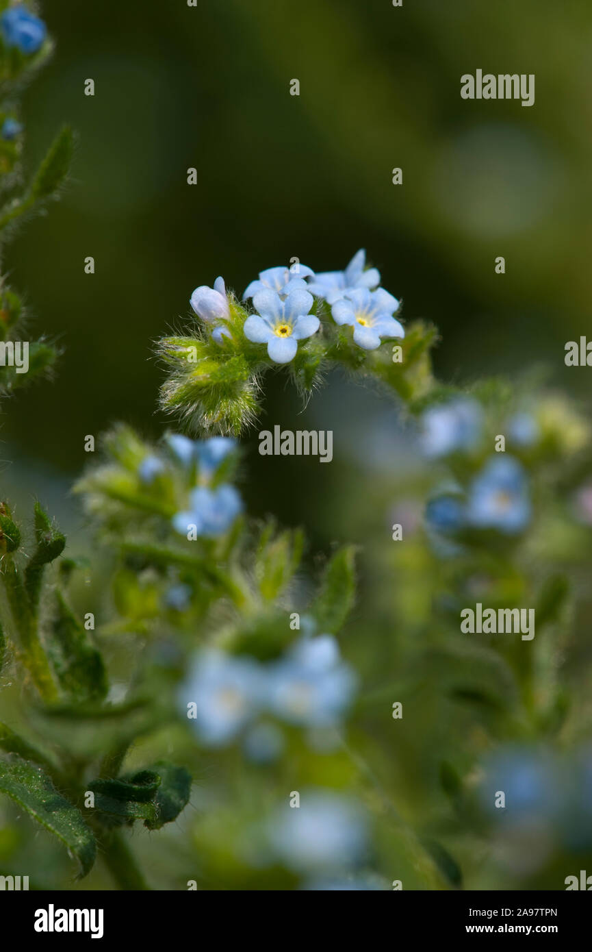 Lappula squarrosa hi-res stock photography and images - Alamy