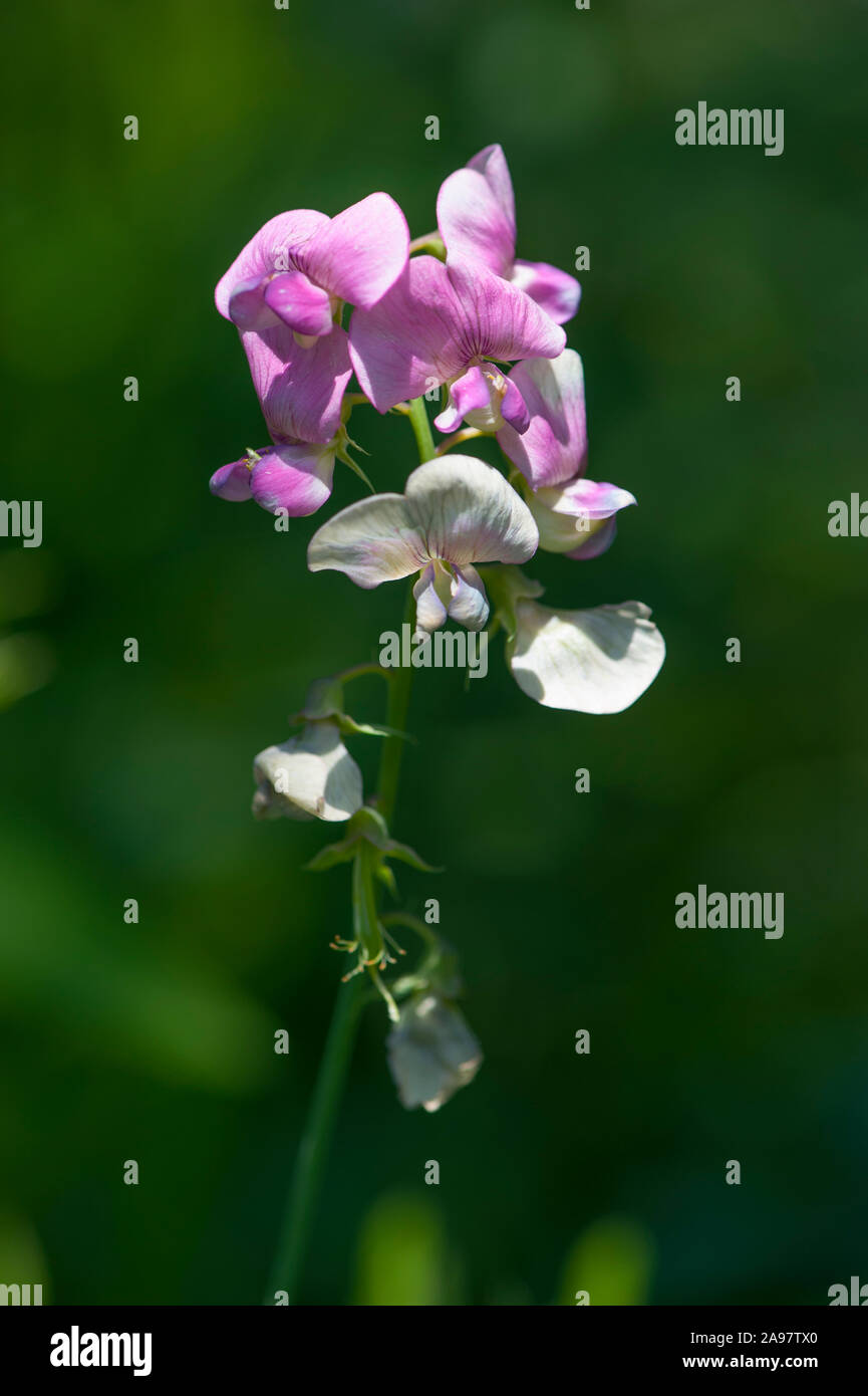Lathyrus heterophyllus,Verschiedenblaettrige Platterbse,Norfolk ...