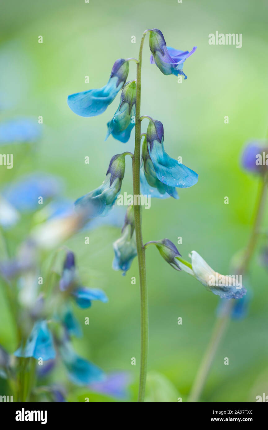 Lathyrus vernus,Fruehlings-Platterbse,Spring Vetchling Stock Photo - Alamy