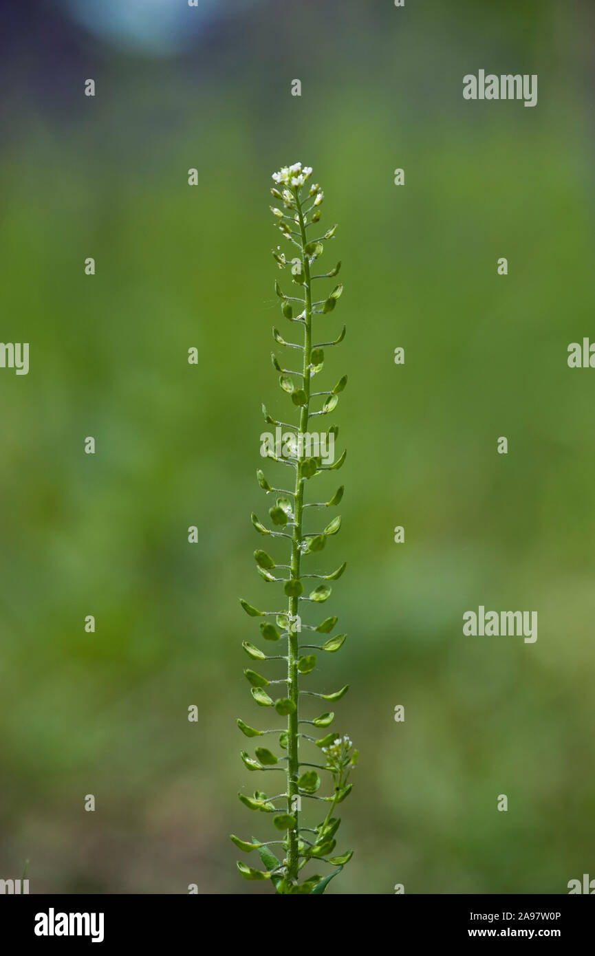 Lepidium campestre,Feld-Kresse,field pepperwort Stock Photo - Alamy