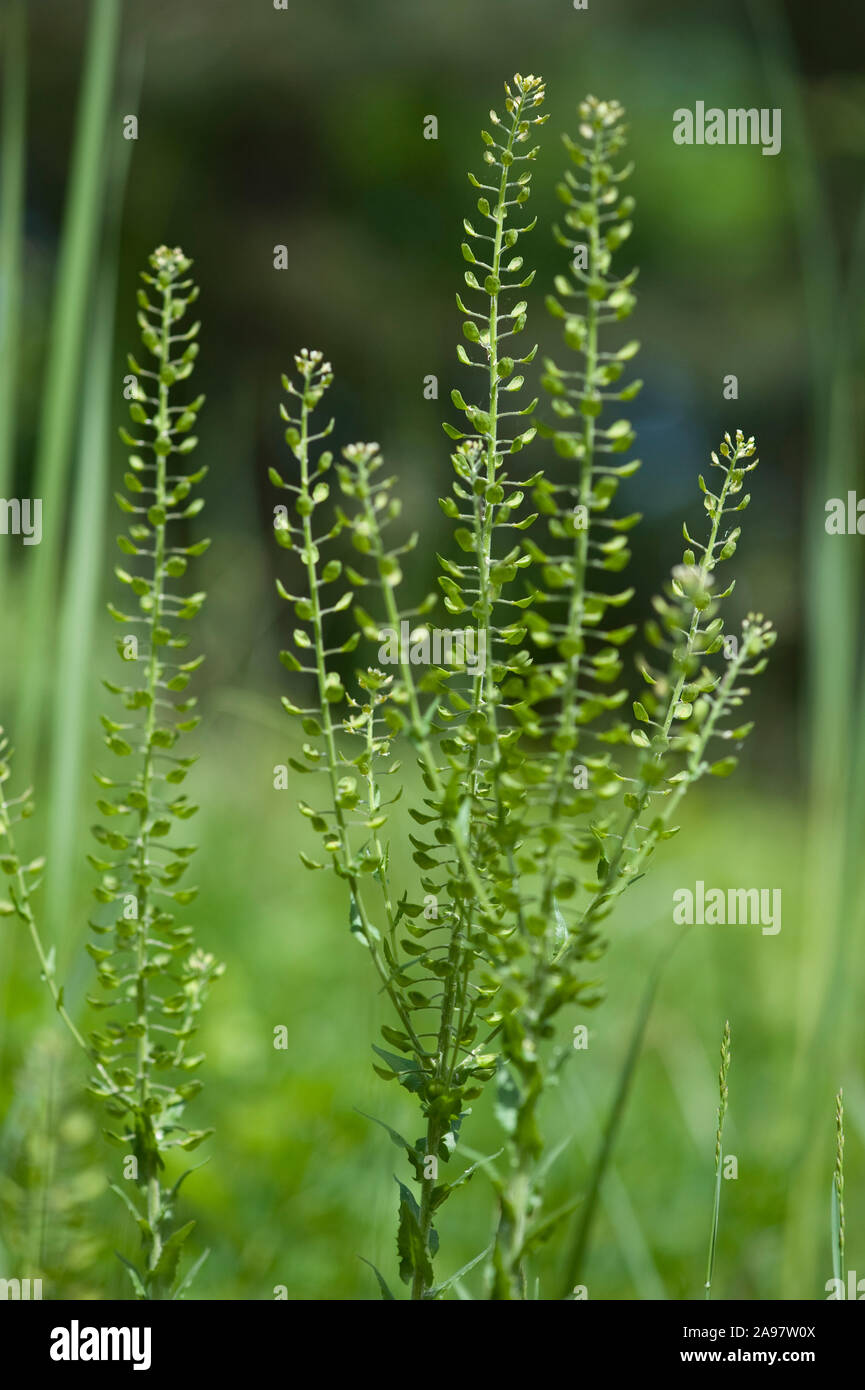 Lepidium campestre,Feld-Kresse,field pepperwort Stock Photo - Alamy