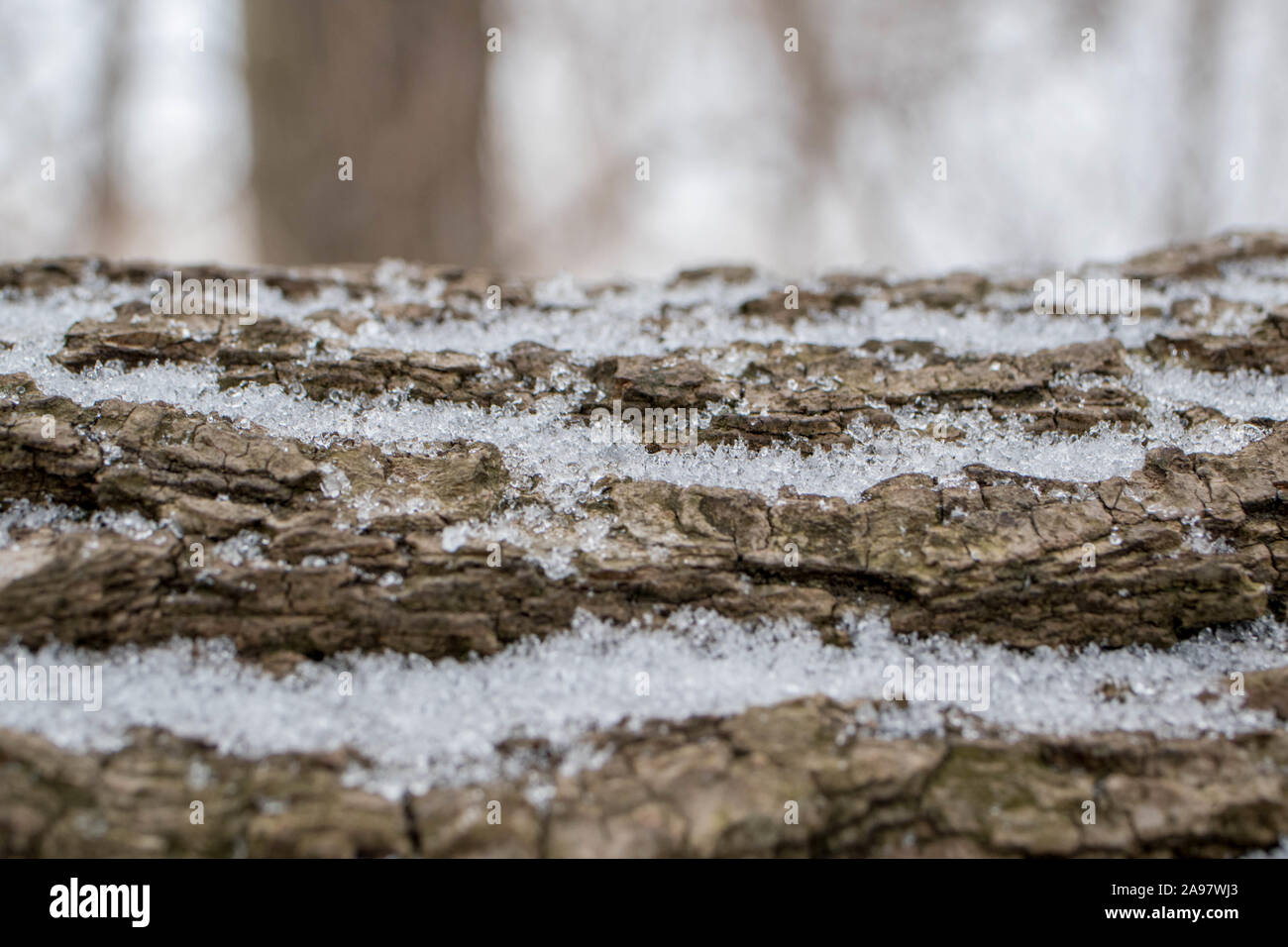Rough wood texture with frost hi-res stock photography and images - Alamy