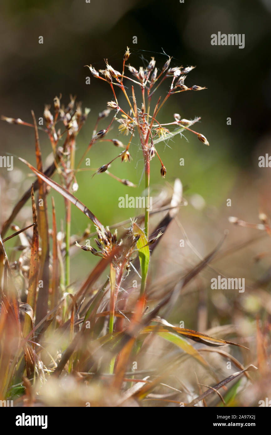 Luzula pilosa,Behaarte Hainsimse,hairy wood-rush Stock Photo - Alamy