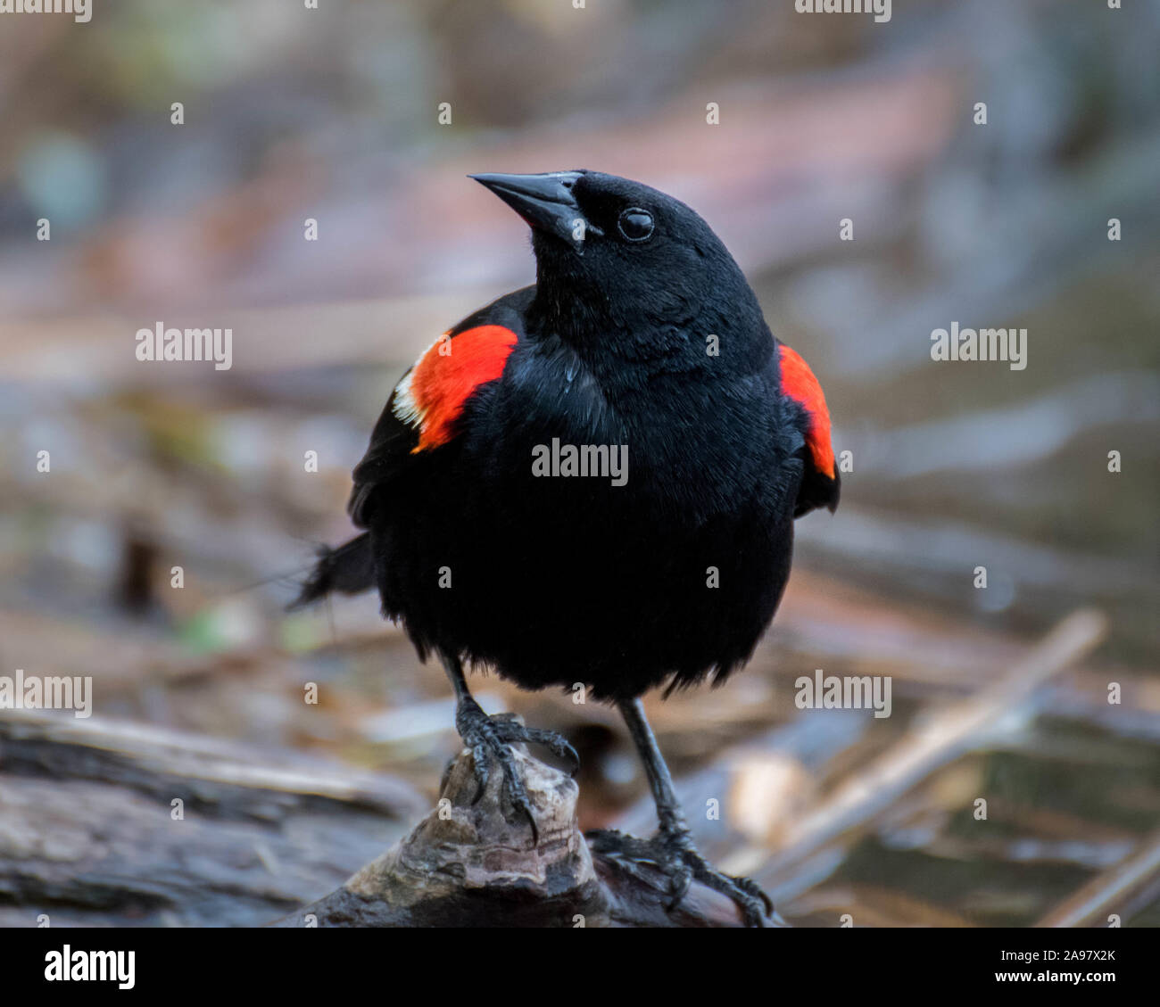 red-winged blackbird in a swamp Stock Photo - Alamy