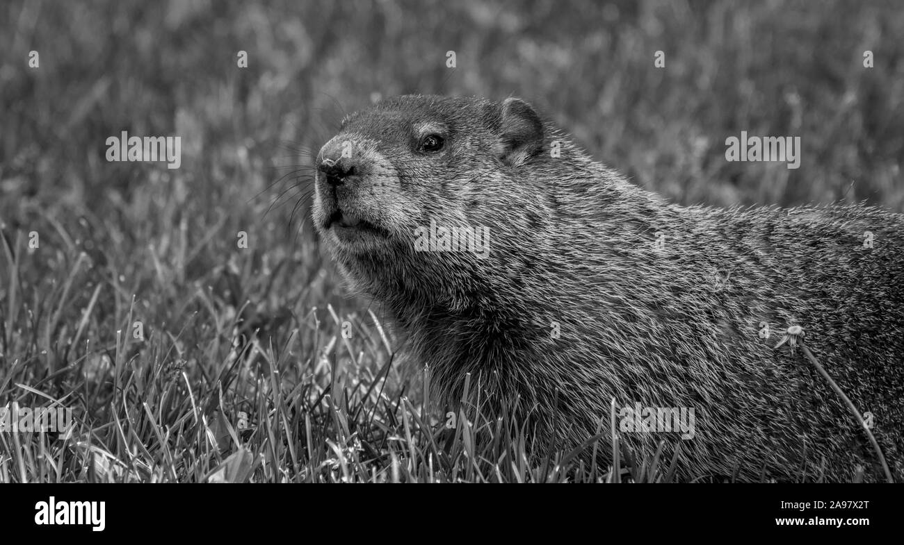Groundhogs Day Clipart Black And White Free