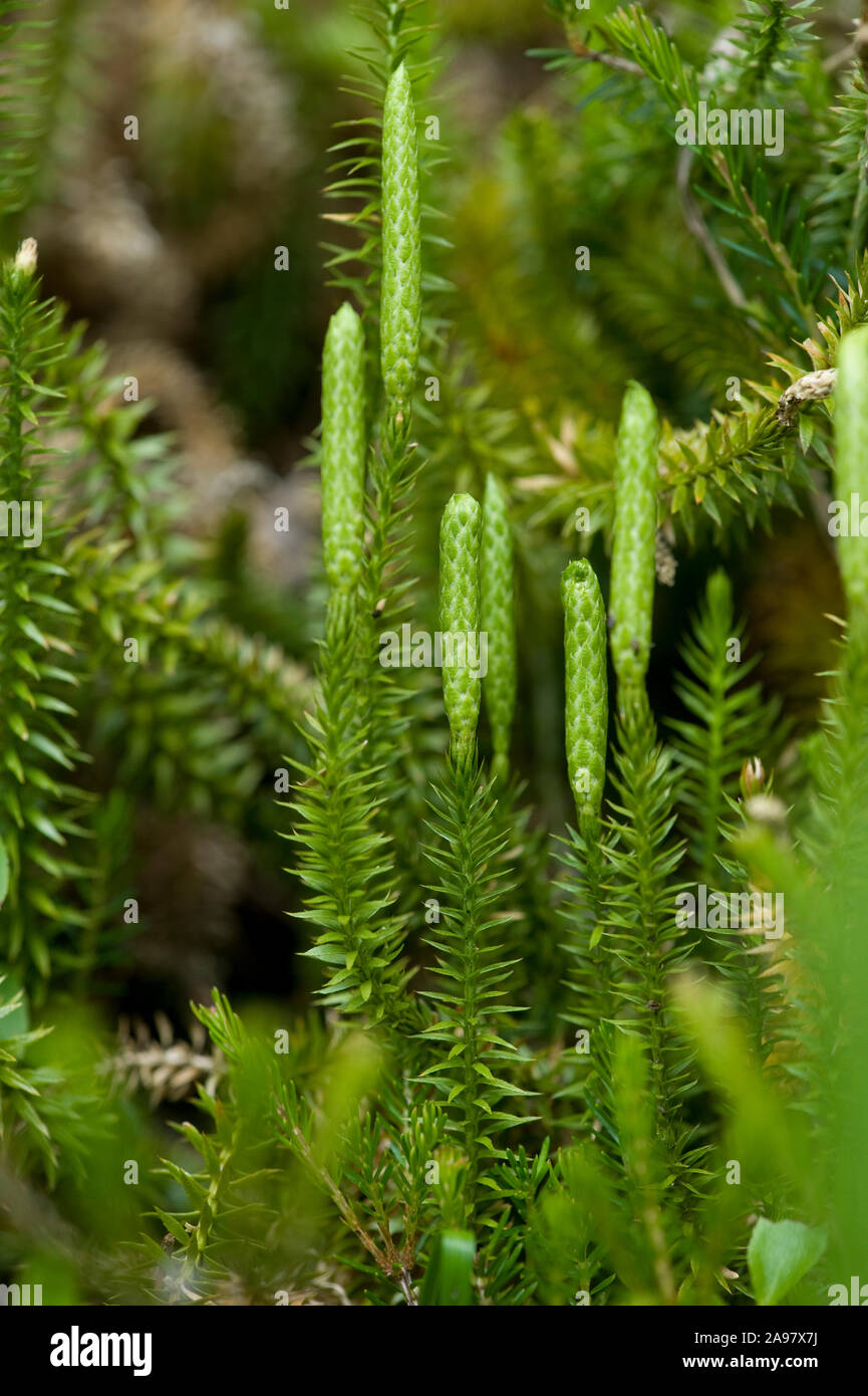Lycopodium annotinum,Sprossender Baerlapp,Common club-moss Stock Photo ...