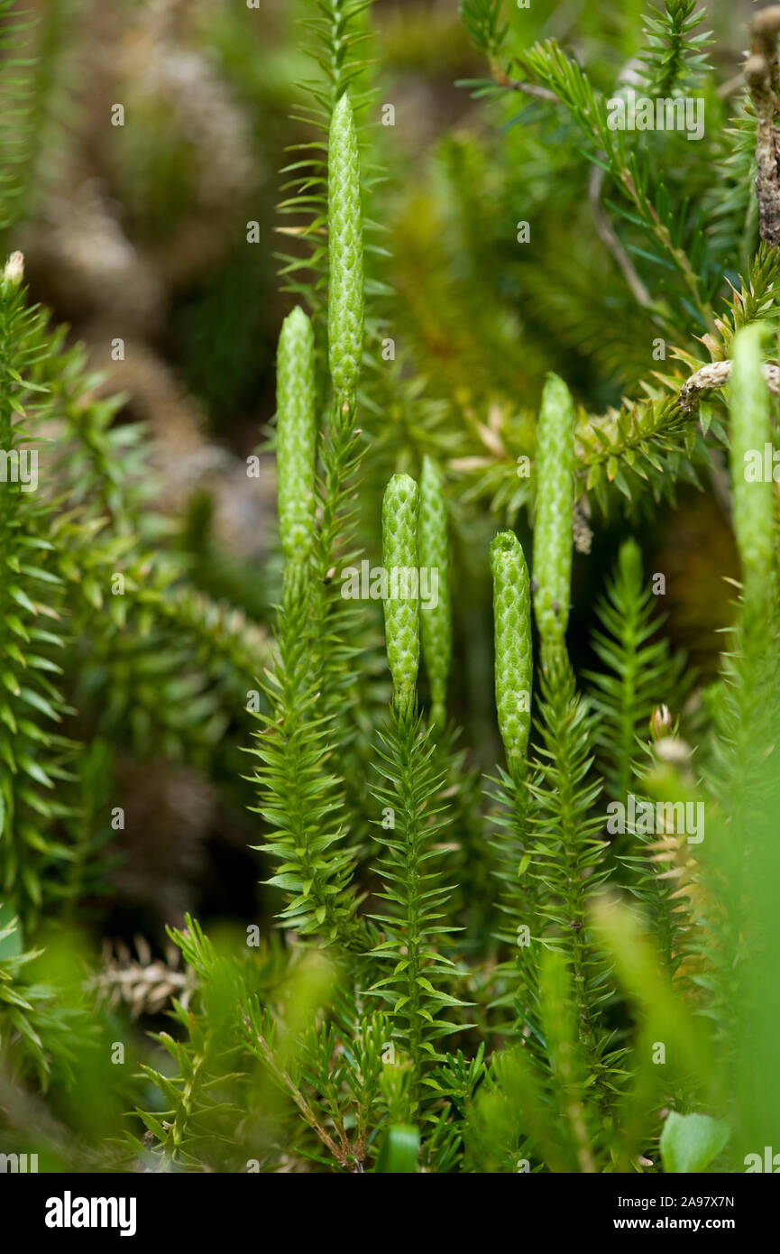 Lycopodium annotinum,Sprossender Baerlapp,Common club-moss Stock Photo ...