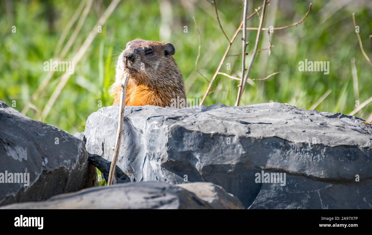 Hiding behind tree animal hi-res stock photography and images - Alamy