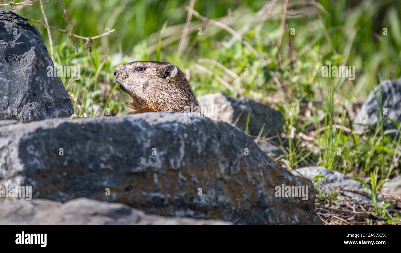 Hiding behind tree animal hi-res stock photography and images - Alamy