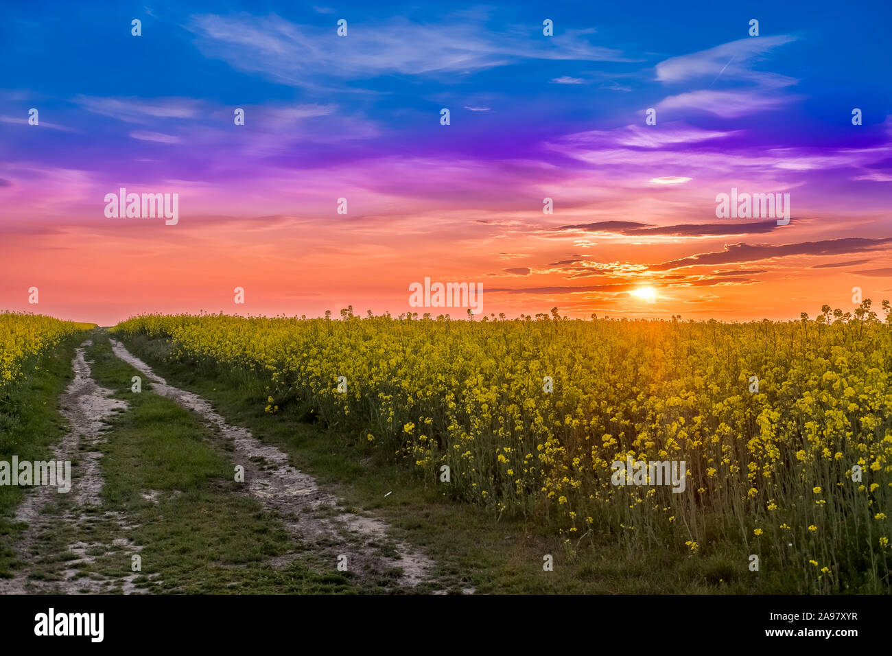 Rzepaki hi-res stock photography and images - Alamy