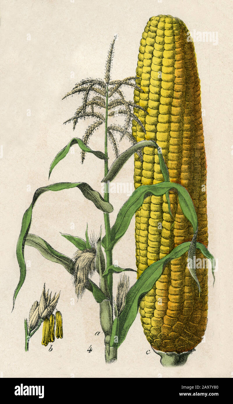maize, corn Zea mays, (botany book, 1879 Stock Photo - Alamy