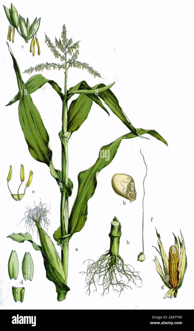 Zea mays illustration hi-res stock photography and images - Alamy