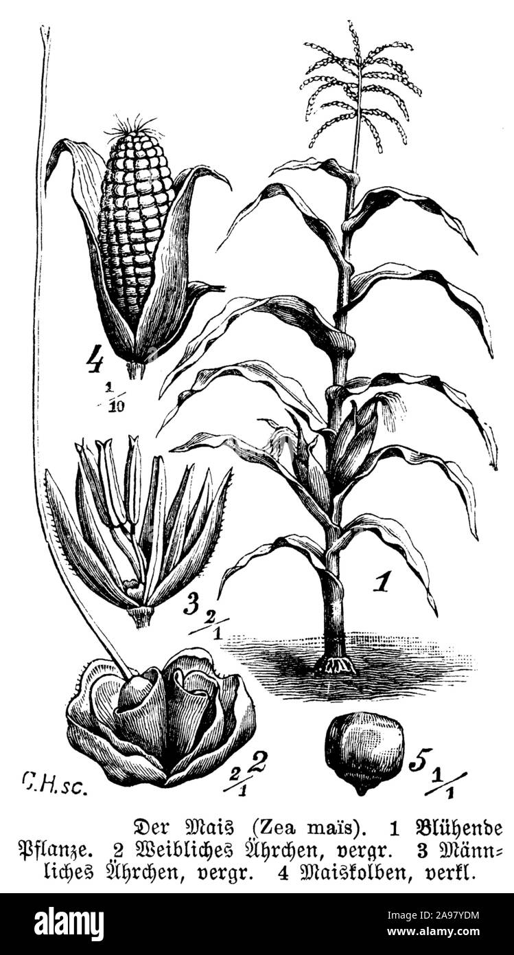 Zea Mays