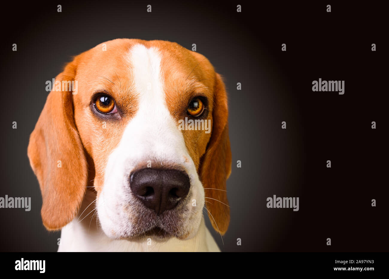 Guilty looking beagle dog isolated on black background. Studio shoot ...