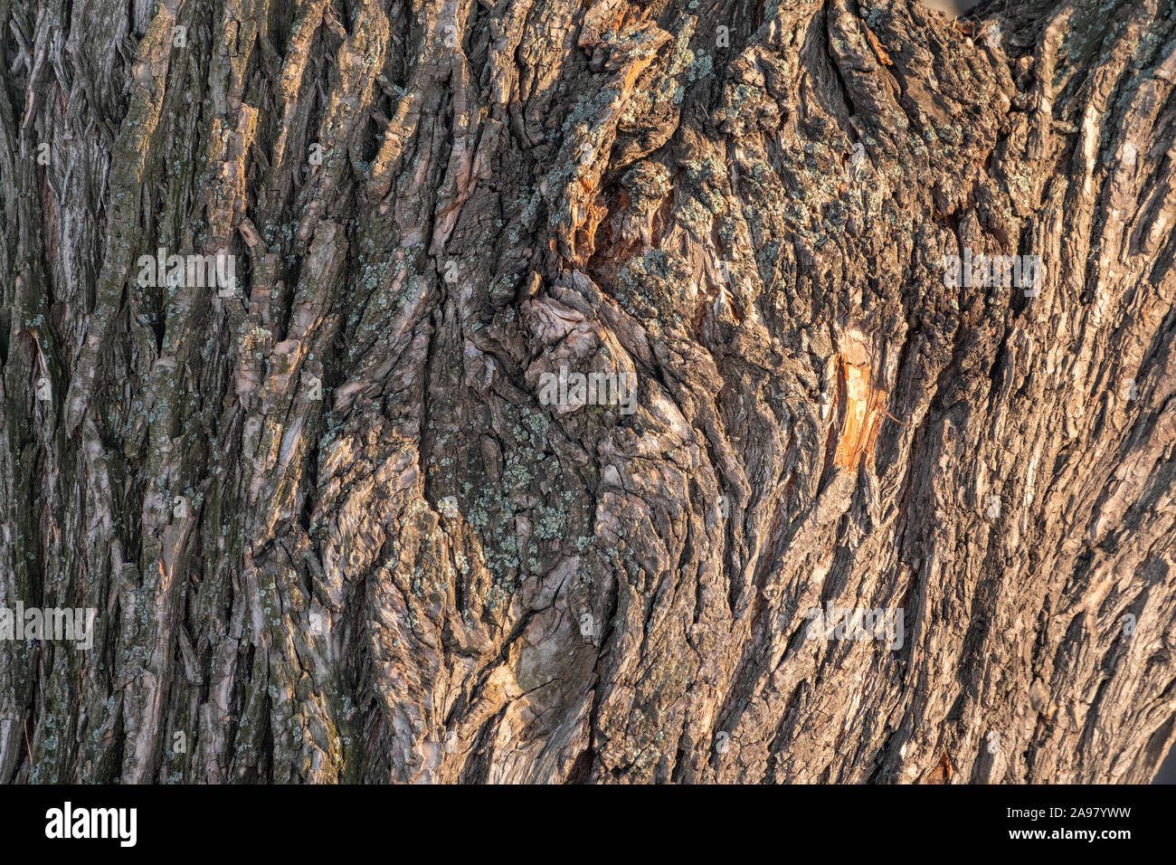 The texture of the bark of an old willow. Detailed bark texture ...