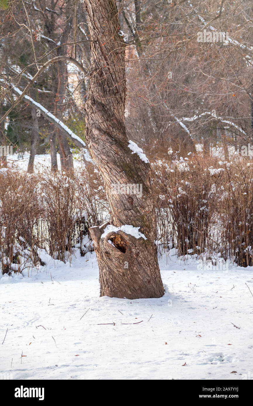 Tree trunk with swirling bark in the winter park. Winter natural snow ...