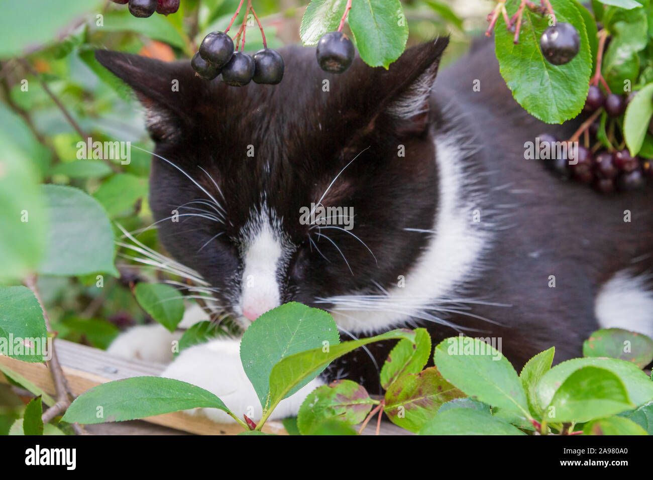 Black-and-white domestic cat in a berry Bush of chokeberry in the ...