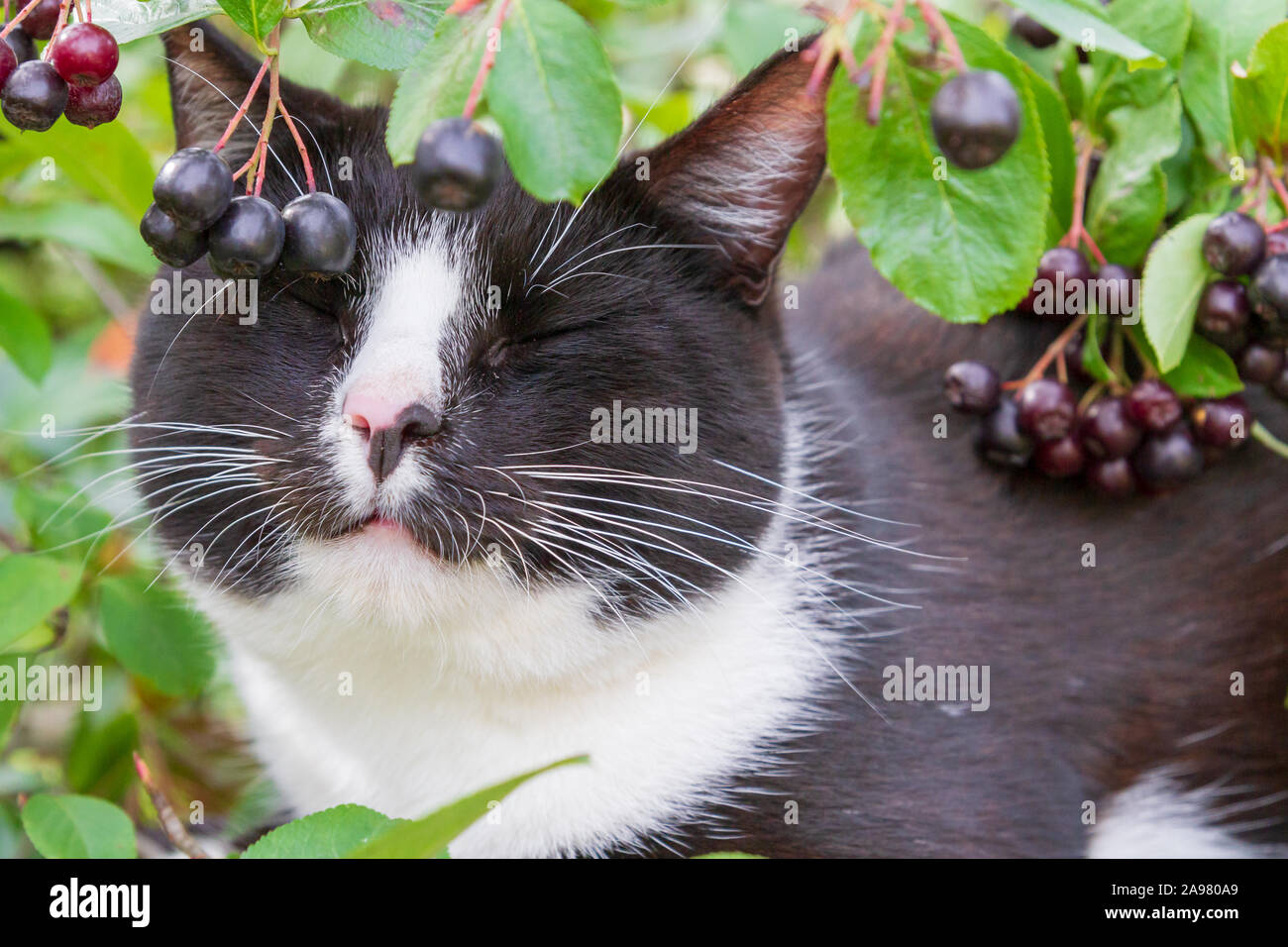 Black-and-white domestic cat in a berry Bush of chokeberry in the ...