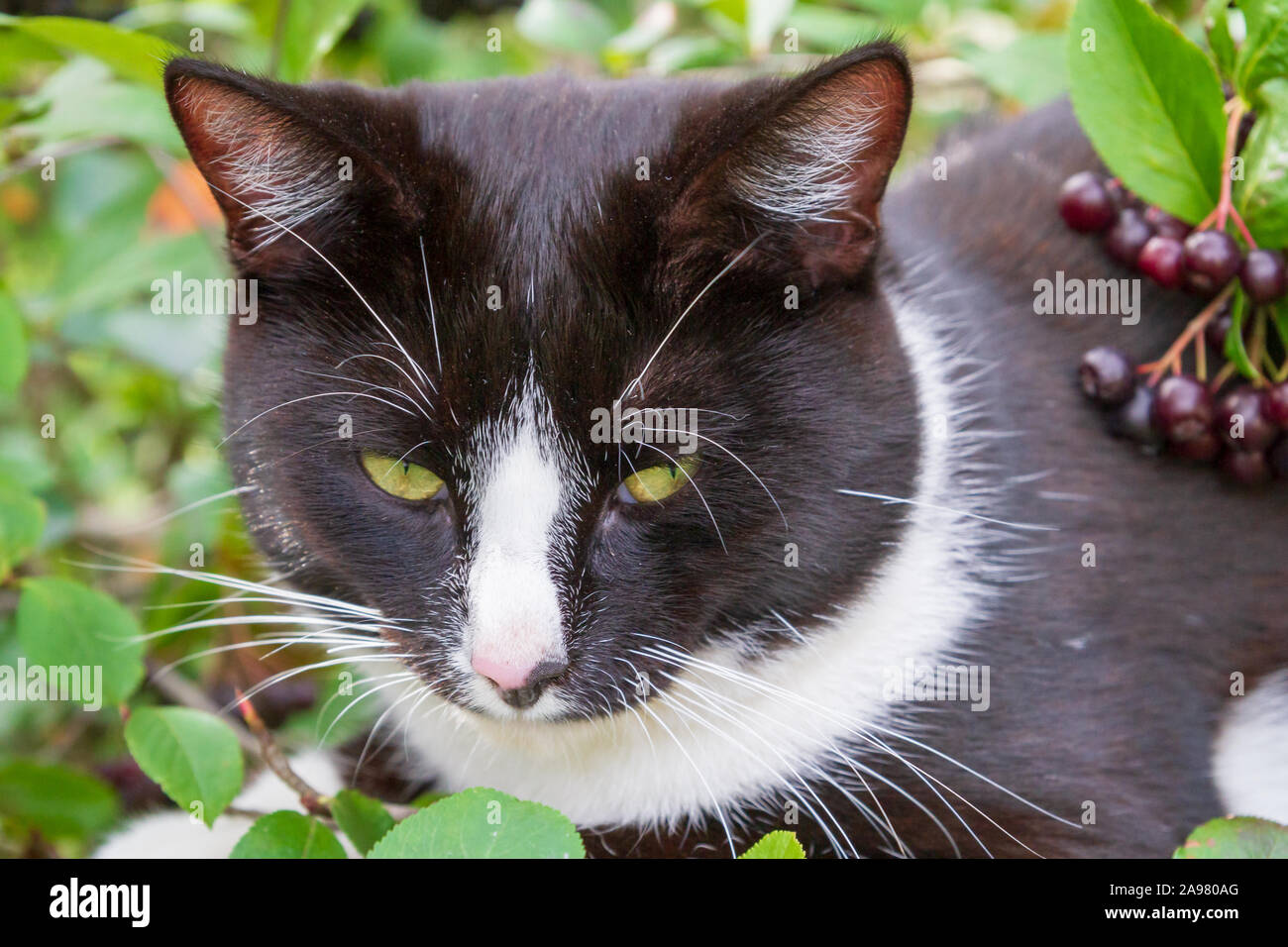Black-and-white domestic cat in a berry Bush of chokeberry in the ...