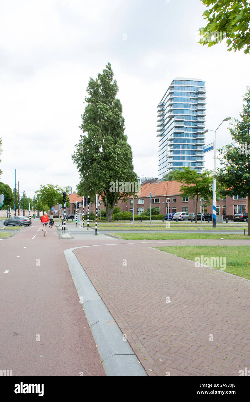 Urban poplar (Populus spp.) trees Stock Photo - Alamy