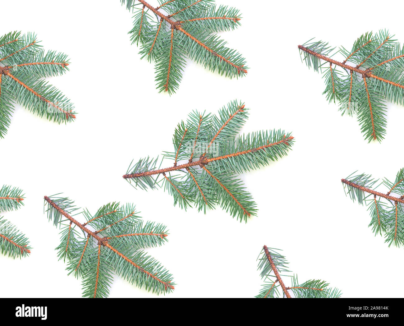 Pattern of branches of Christmas pine tree isolated on white background ...