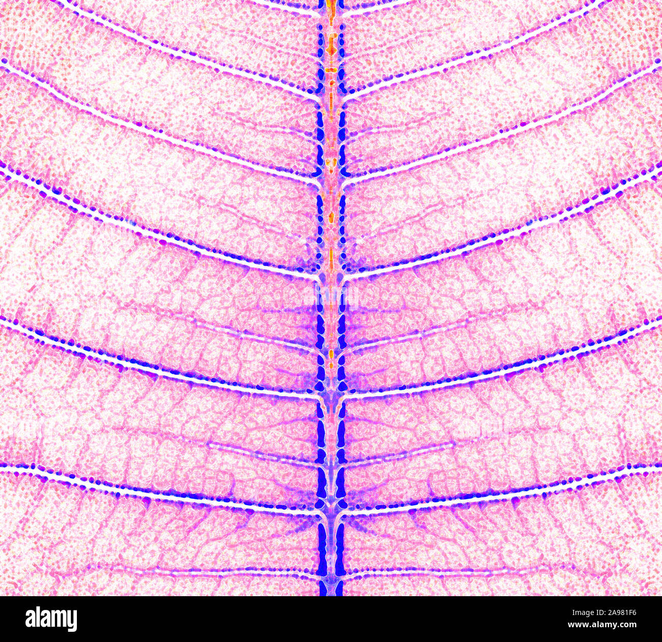 Leaf Venation High Resolution Stock Photography and Images - Alamy