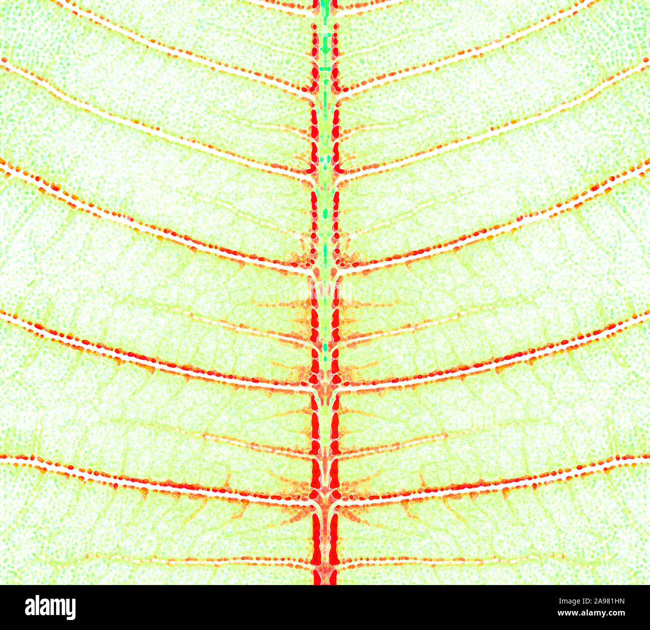 Vein Structure High Resolution Stock Photography and Images - Alamy
