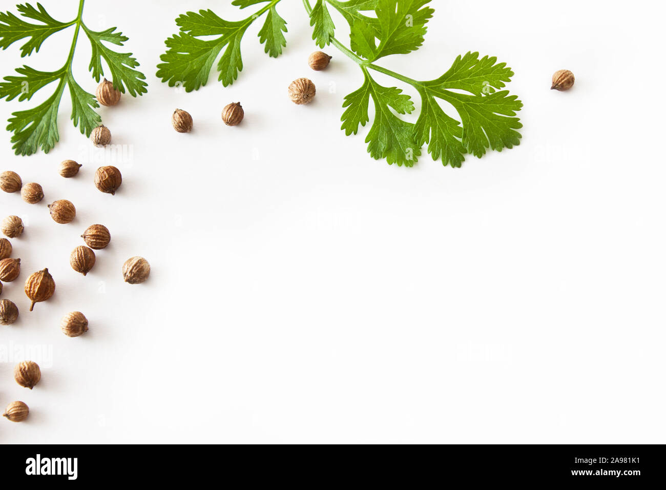 Coriander seeds and leaves on white background Stock Photo - Alamy