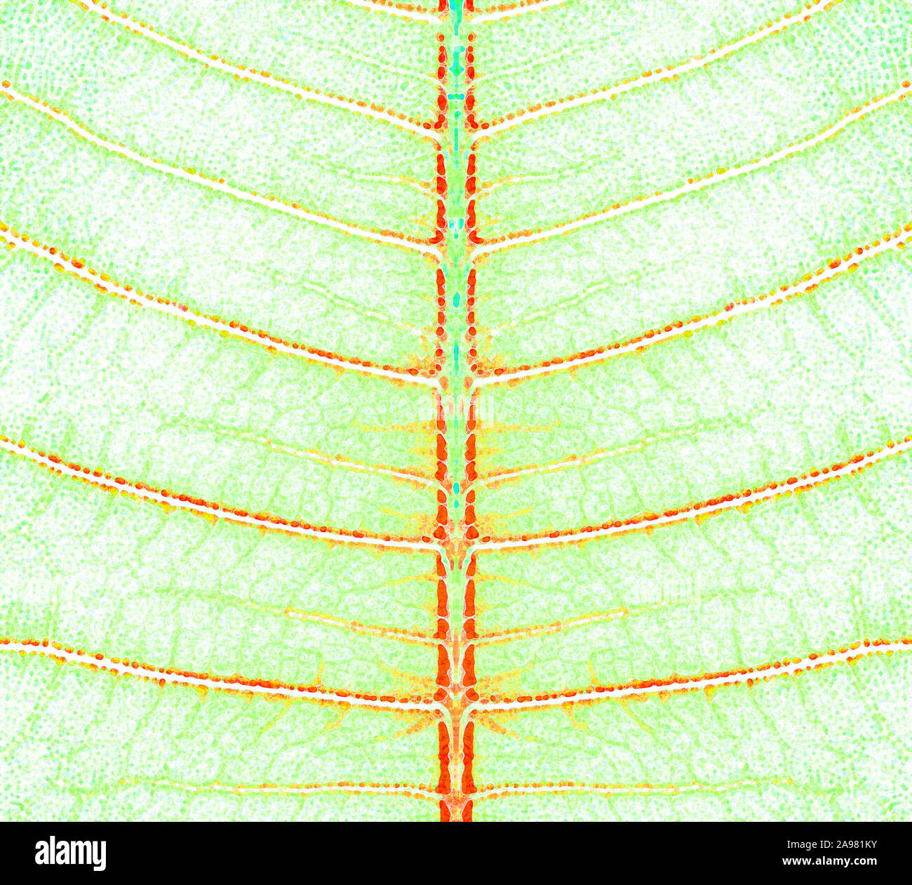 Leaf venation pattern hi-res stock photography and images - Alamy