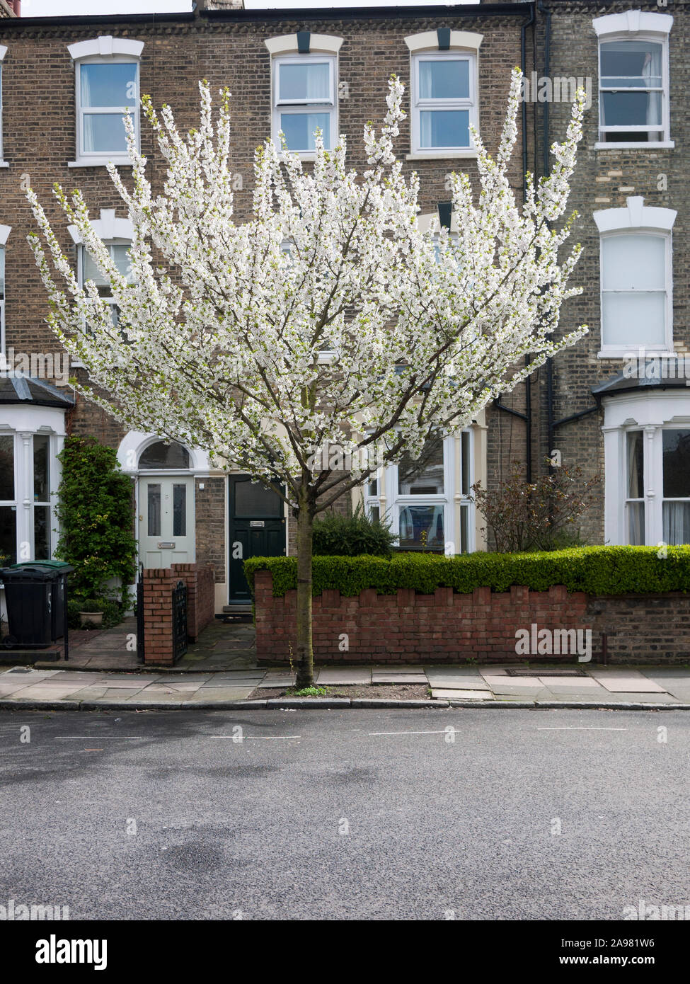 Flowering Prunus 'Snow Goose' or 'Umineko' ornamental cherry tree ...