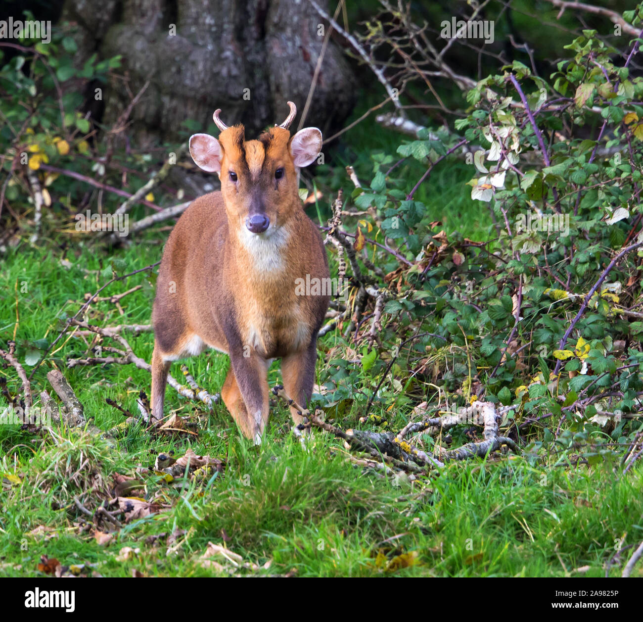 Muntjac buck in the Cotswold Hills Stock Photo - Alamy