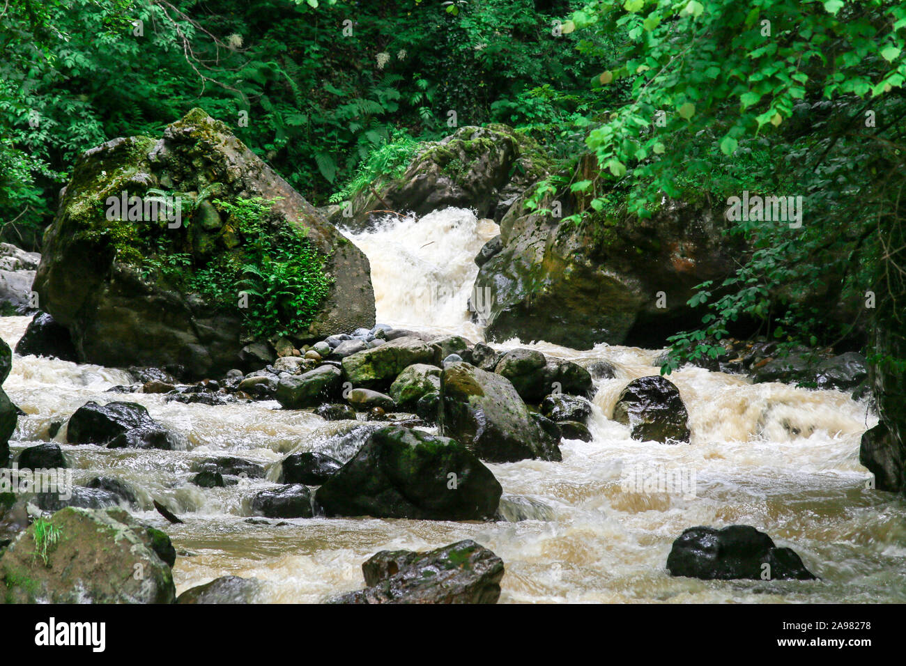 Muddy water stream flowing trough the river bed after rain. Trees, big ...