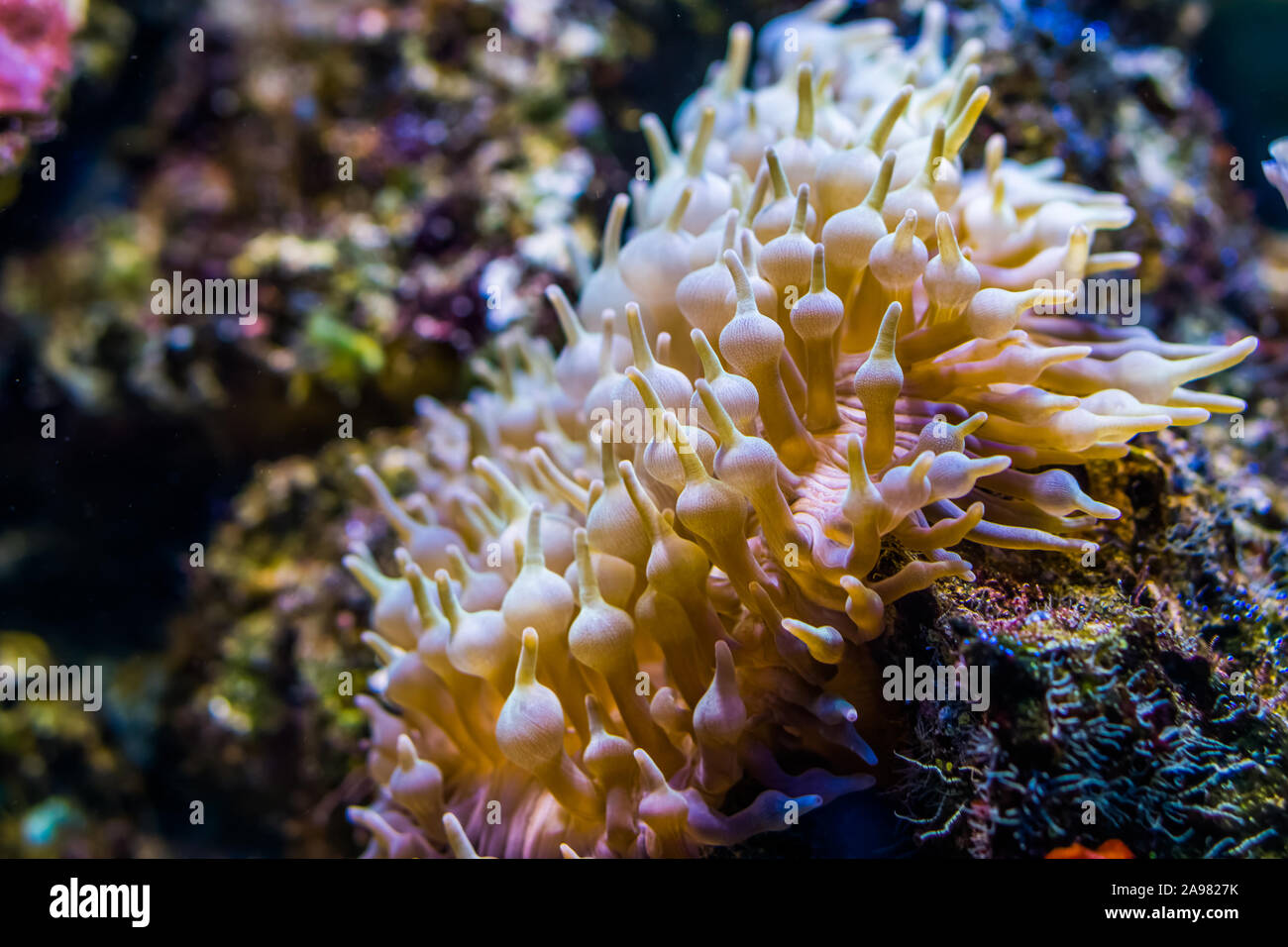 closeup of a bulb tentacle sea anemone, popular invertebrate specie ...