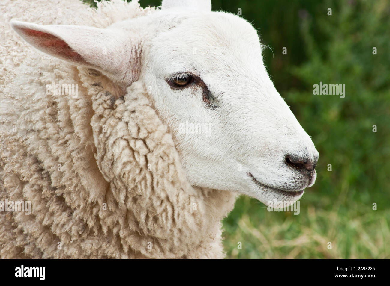 Sheep and nature background Stock Photo - Alamy